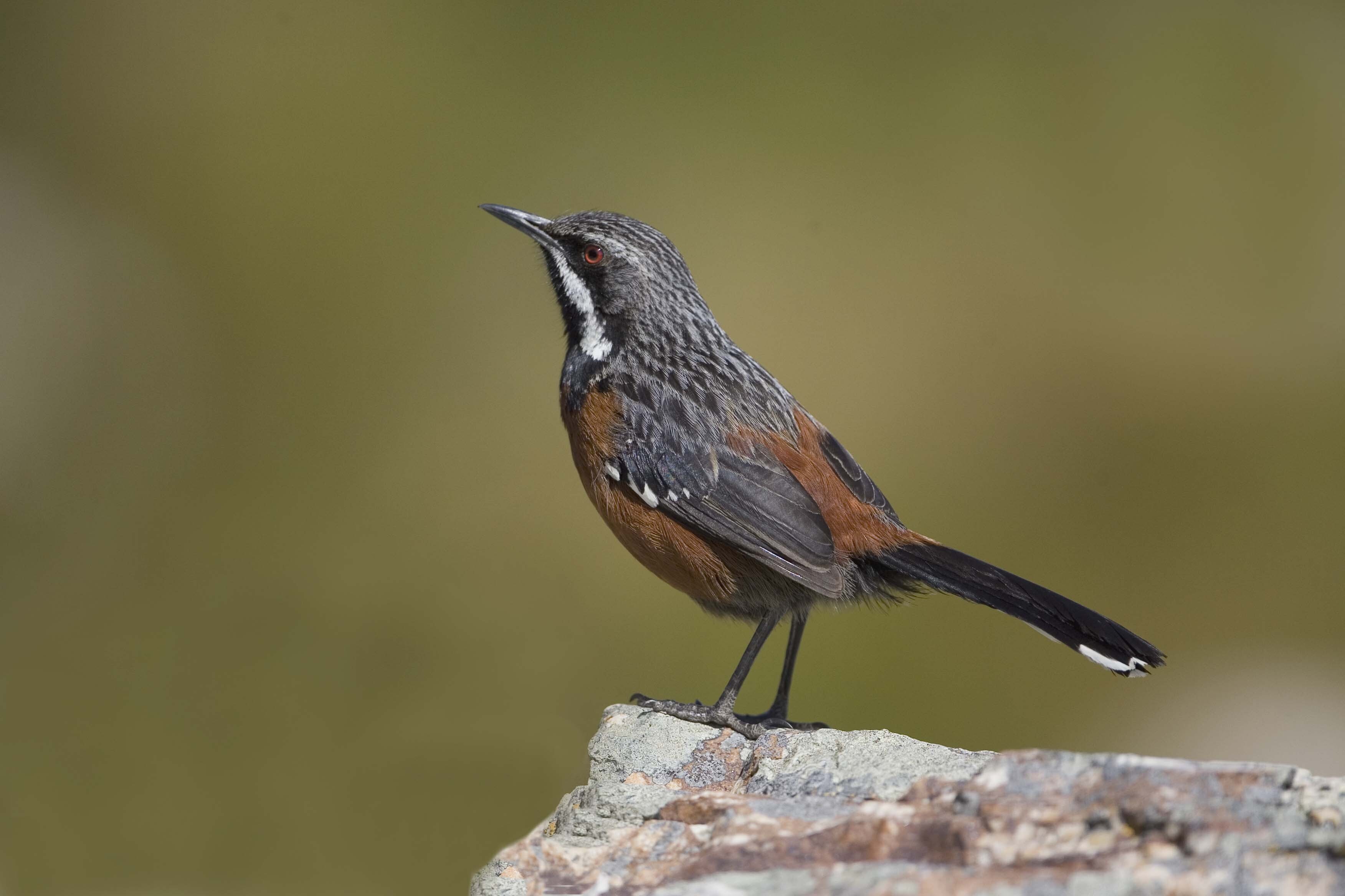 WESTERN CAPE - Tours | Wildinsights